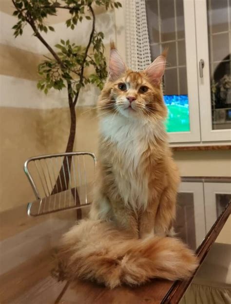 Il gatto più bello del mondo Vive a Brescia e si chiama Leonardo