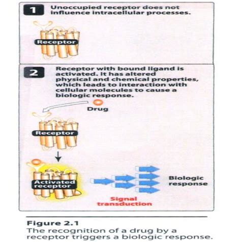 Pharmacology Of Drug Receptor Interactions Flashcards Quizlet