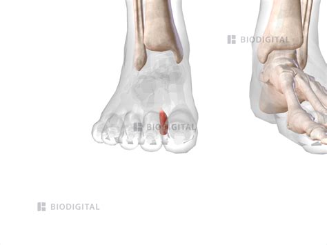 First Lumbrical Muscle Of Right Foot Biodigital Anatomy