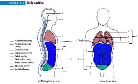 Abdominopelvic Cavity Definition Regions Organs Video 40 OFF