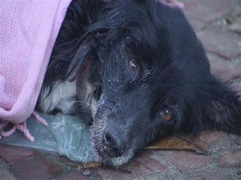 G1 Cão é resgatado vivo dentro de saco de lixo após ser atropelado em