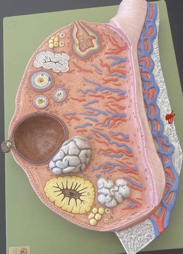 Relief Model Of The Ovary Flashcards Quizlet
