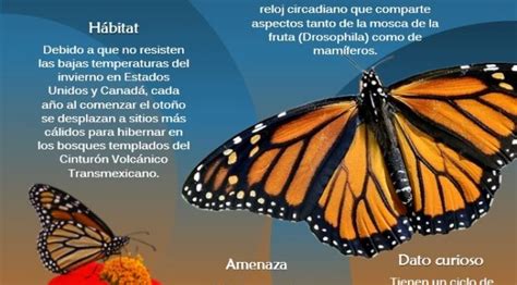 Secma Comienza El Arribo De La Mariposa Monarca