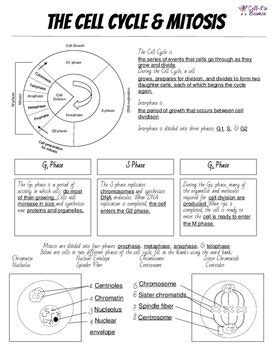 Cell Cycle Mitosis Worksheet Answer Key Askworksheet