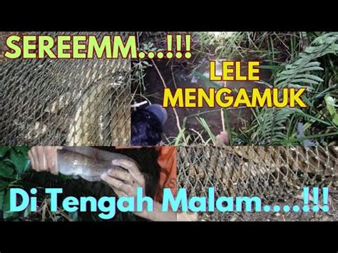 Pasang Tajur Ikan Lele Spot Pasang Tajur Di Rawa Kecil YouTube