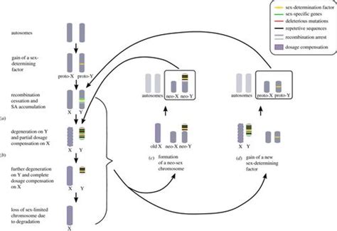 Sex Chromosome Evolution Historical Insights And Future Perspectives Proceedings Of The Royal
