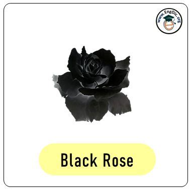 A Black Rose On A White Background With The Words Black Rose Below It