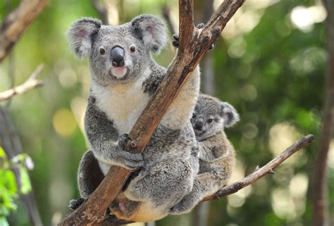 Coala mamífero marsupial características fotos ecologia InfoEscola