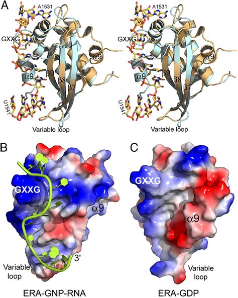 Structure Of ERA In Complex With The 3 End Of 16S RRNA Implications