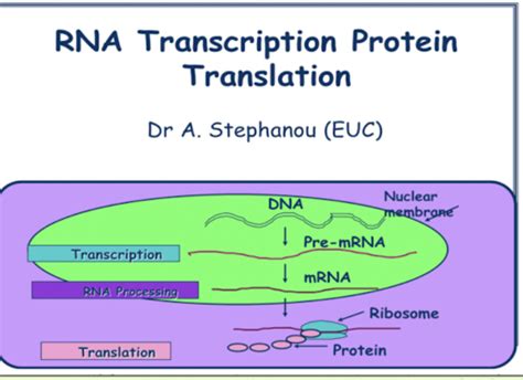 RNA Transcription And Translation Flashcards Quizlet