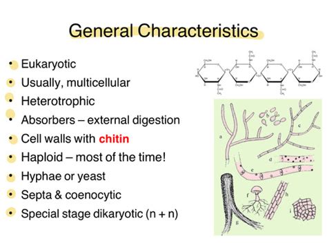 Bio Fungi Lab Flashcards Quizlet