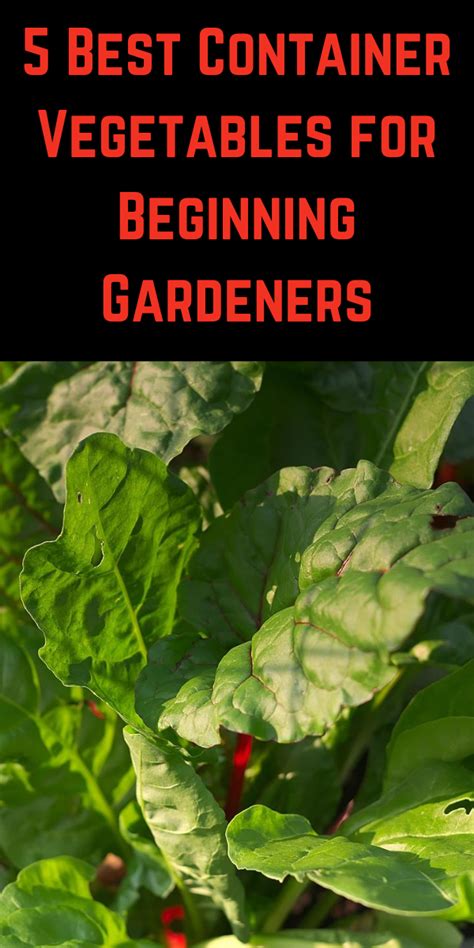 5 Best Container Vegetables For Beginning Gardeners Artofit