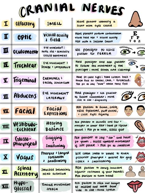 Cranial Nerves Sheet Colorful Hand Drawn Pictures For Etsy Nursing
