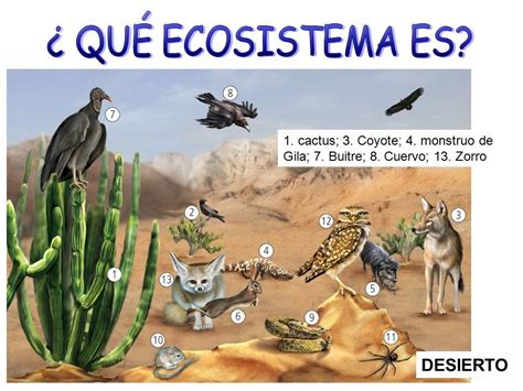 Ecosistema Cadena Alimenticia Web Del Maestro Artofit