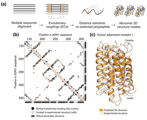 Three Dimensional Protein Structures From Evolutionary Couplings