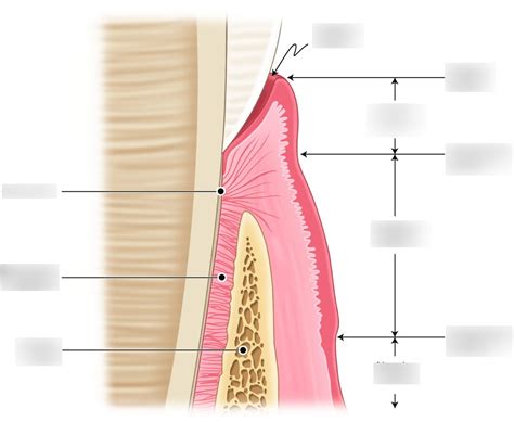 Microanatomy Of Periodontium Diagram Quizlet
