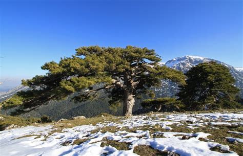 17 Common Types Of Pine Trees In Georgia ProGardenTips