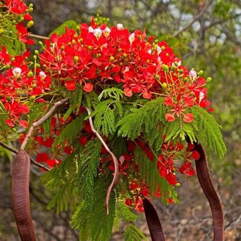 Royal Poinciana Tree Seeds Delonix Regia Seeds Etsy Rboles En
