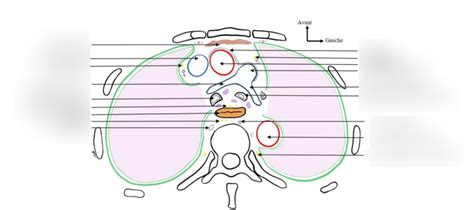 Diagramme De Cardiologie Anatomie Des Vaisseaux Coupe Passant Par