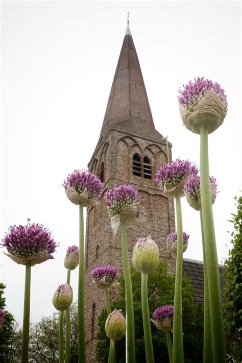 Fotowedstrijd Mei In Heemskerk