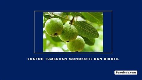 5 Contoh Tumbuhan Monokotil Sinau