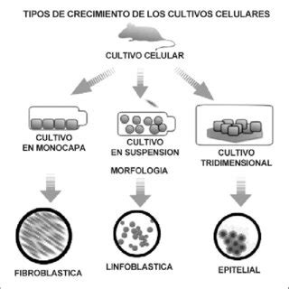 Diferentes cultivos celulares de acuerdo a su origen y modificación