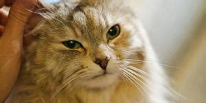 Perché il mio cane si gratta sempre le orecchie Cause e trattamento