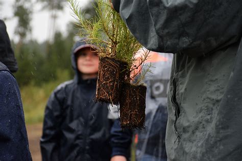 60 000 Bäume für den Zukunftswald PEFC Austria
