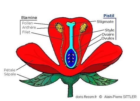 Pistil Glossaire DORIS