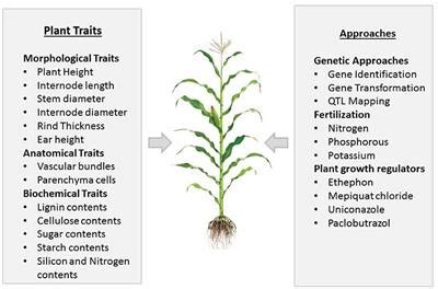 Corn Labeled Parts Of Plant