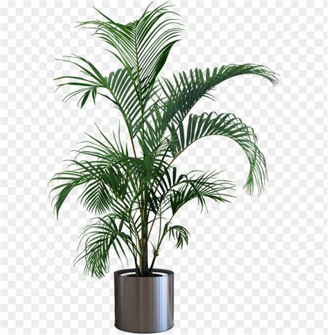 Indoor Plants Png Plant In Pot PNG Image With Transparent Background