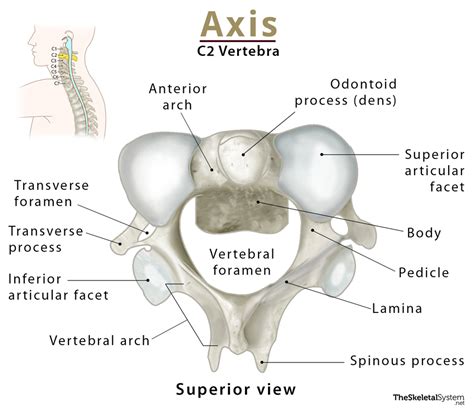 Axis C2 Vertebra Anatomy Functions Labeled Diagram