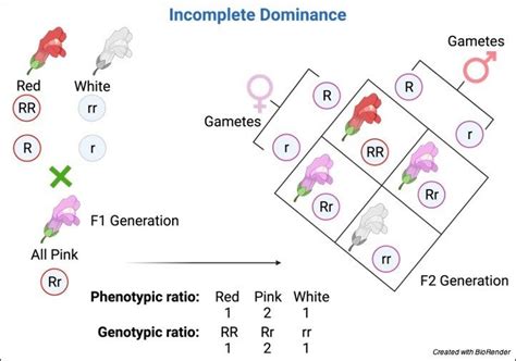 Incomplete Dominance Definition Mechanism And Examples
