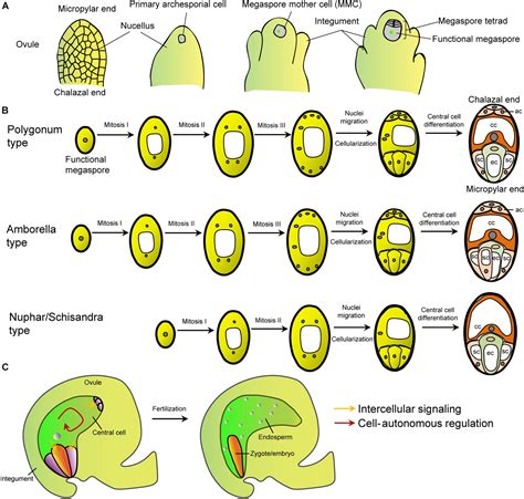 Fertilization Of Egg Cells By Pollen From The Same Plant