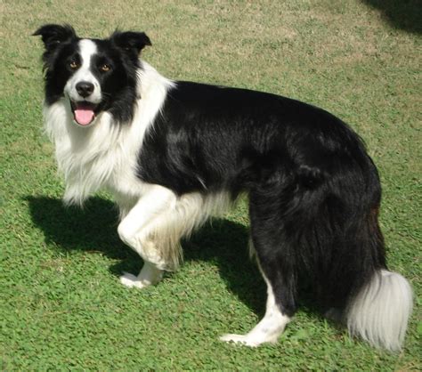 Vai arrumar um novo amigo Conheça as raças mais dóceis de cachorros