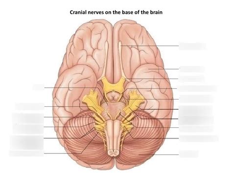 Cranial Nerves On Brainstem Diagram Quizlet