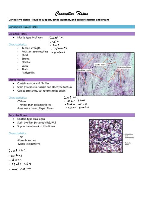 SOLUTION Histology Of Connective Tissues Studypool
