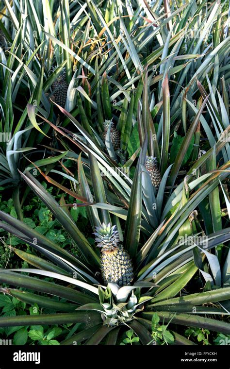 Fruits Pineapple Ananas Comosus Plantation Thekkady In Idukki
