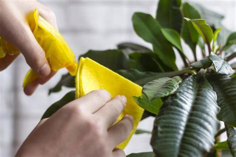 Cómo limpiar las hojas de las plantas