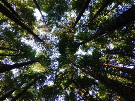 Banco De Imagens Rvore Natureza Floresta Ao Ar Livre Ramo Flor