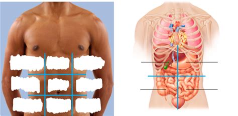 Abdominopelvic Region Diagram Quizlet