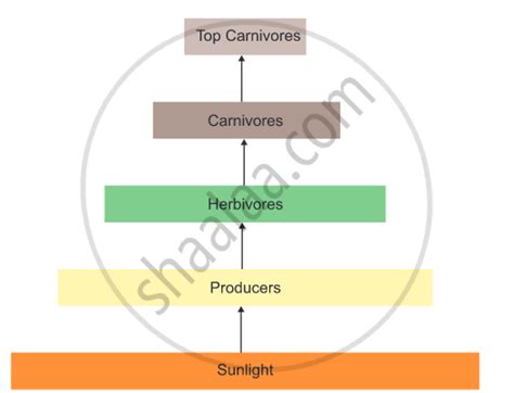 Define An Ecosystem Draw A Block Diagram