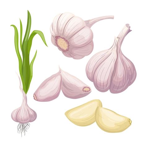 Ilustración de vector de dibujos animados conjunto de comida de ajo