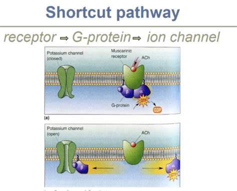 Chemistry And Physiology Of The Synapse Flashcards Quizlet