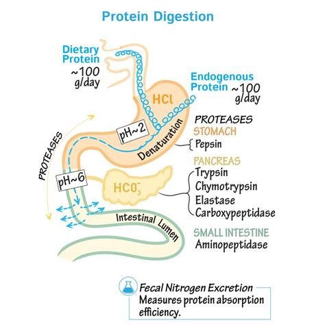 Protein Digestion Medical School Essentials Biology Facts Basic