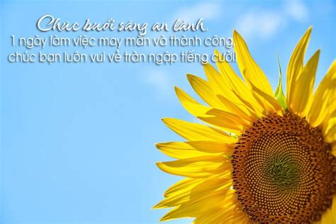 99 Mẫu hoa chúc ngày mới hoa chào buổi sáng đẹp nhất