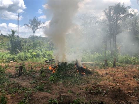 Polícia Federal destrói cerca de 4 toneladas de maconha durante
