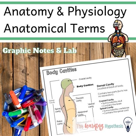Anatomy Worksheets