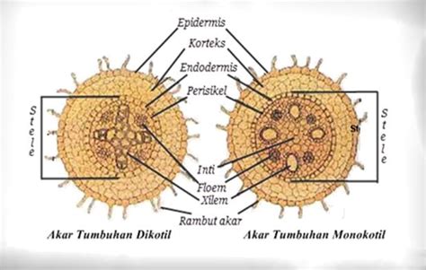 Perbedaan Tumbuhan Monokotil Dan Dikotil Beserta Penjelasan Dan