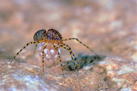 Tödliche Gefahr 12 gefährlichsten Tiere der Welt